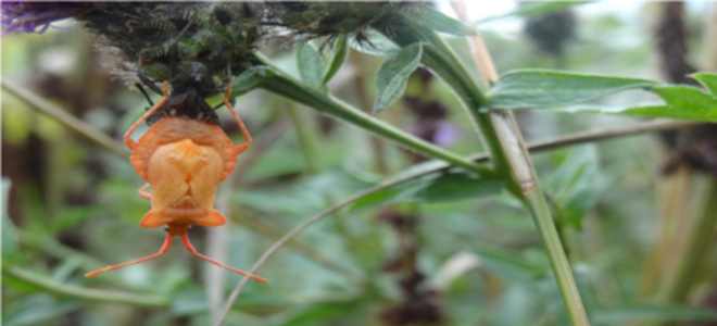 10 insects to look out for around the waterways - The Inland Waterways ...