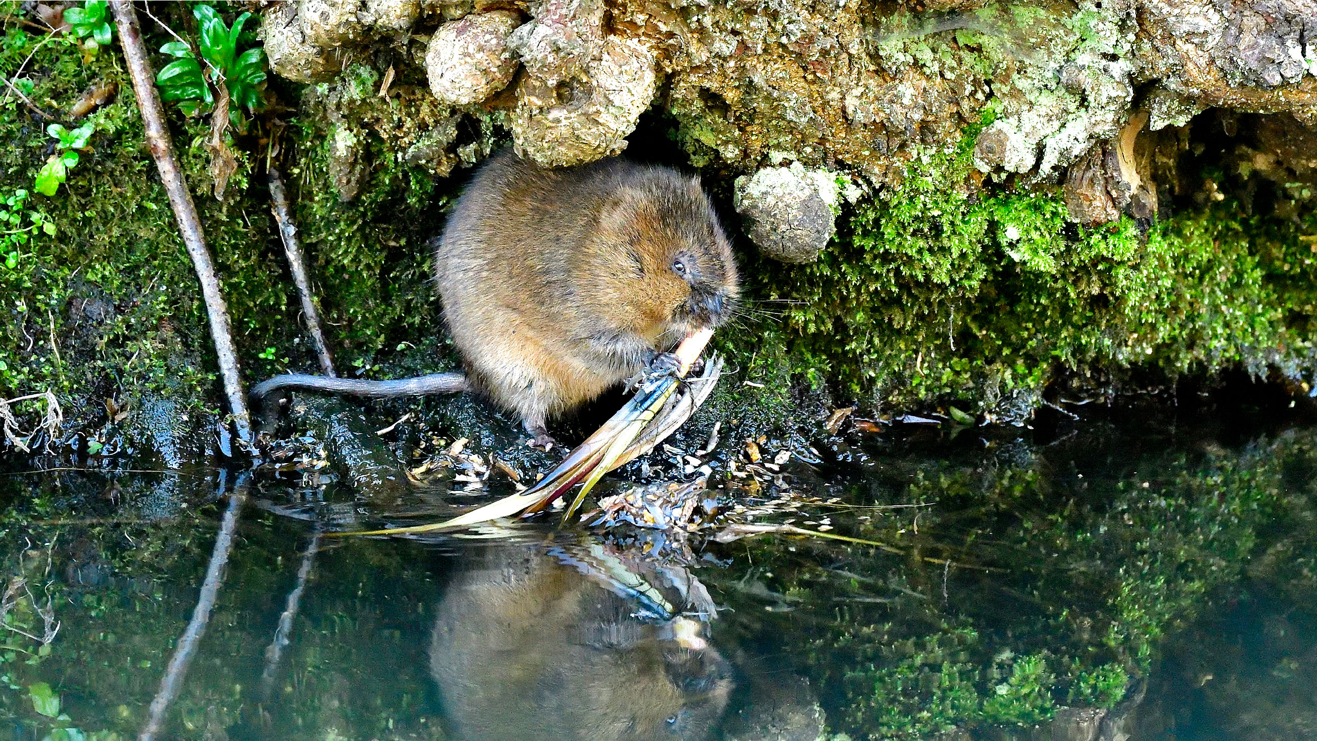 Mammals on the Waterways - The Inland Waterways Association